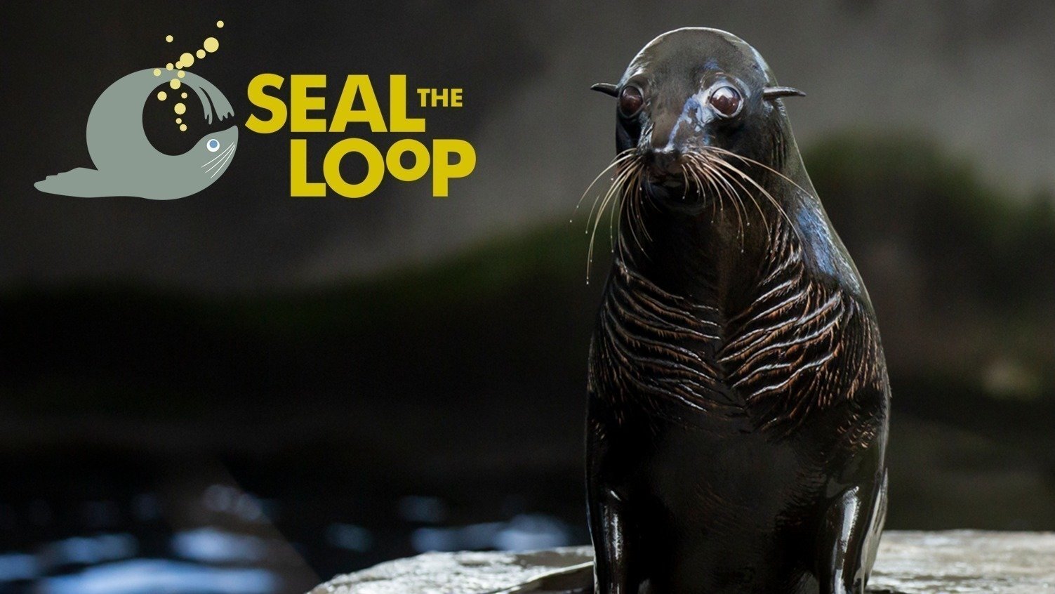 Petition · Help Start A Change With Seal The Loop - United States ...