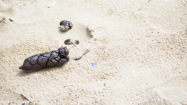 Petition · City Of Long Beach NY: Keep the Dog Poop off our beaches ...