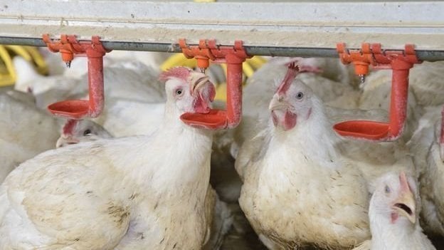 Petition · End inhumane chicken farming - United Kingdom · Change.org