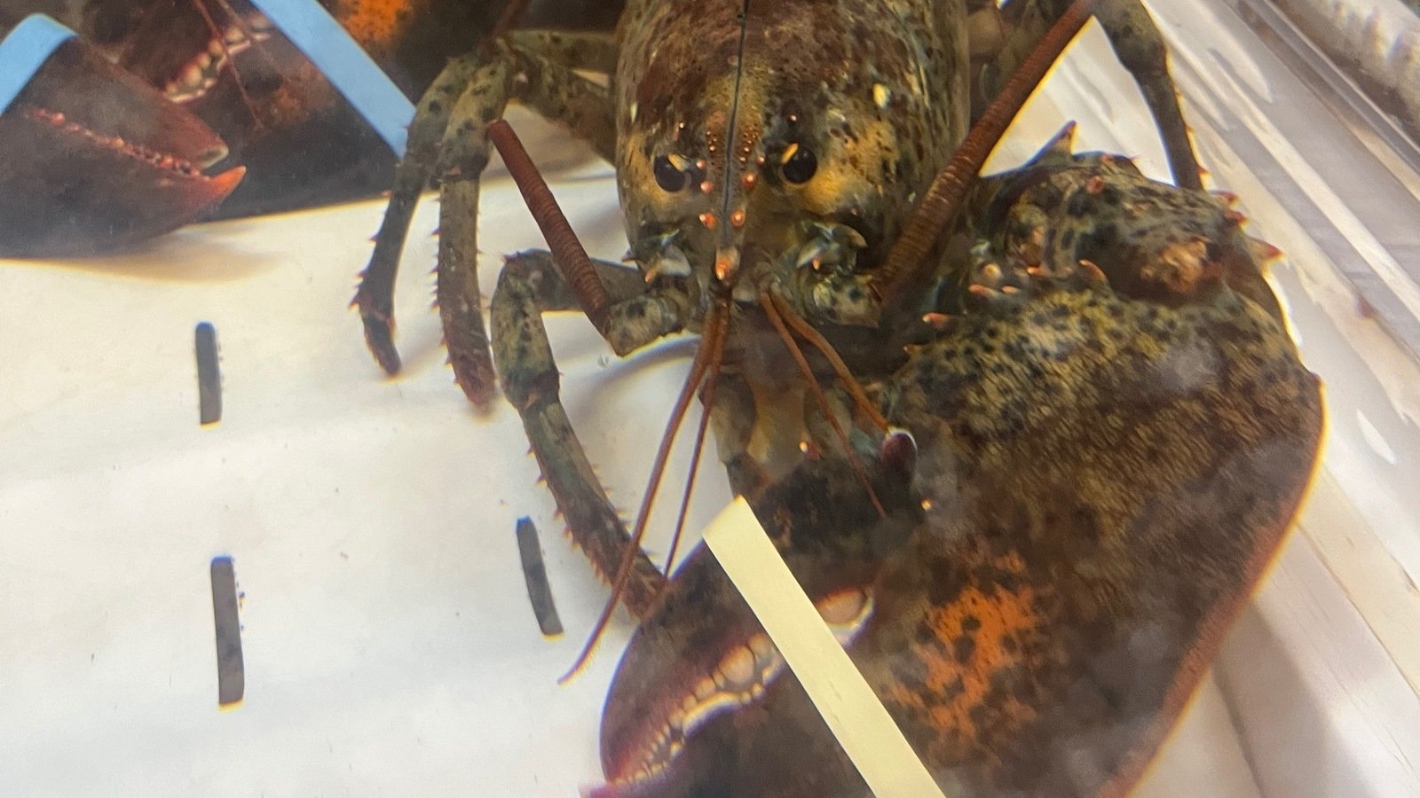 Petition · Urge Raley’s owned stores to stop selling live shellfish ...