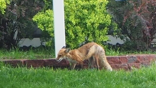 Petition · Change Treynor School Mascot from a Cardinal to a Fox ...