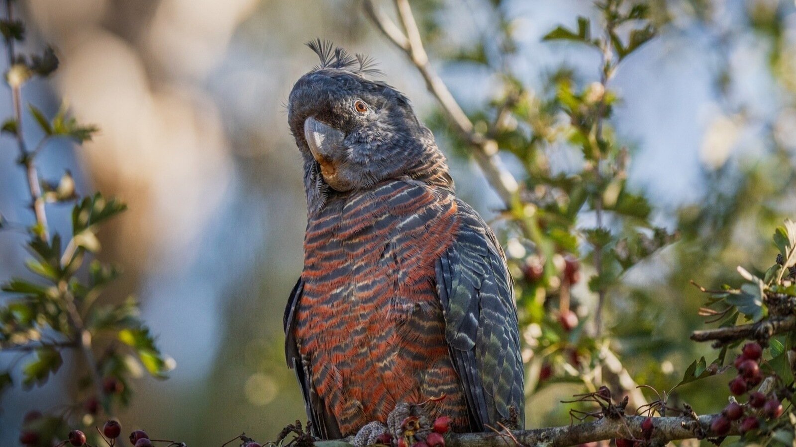Petition · Stop the destruction of Gang-gang cockatoo habitat in Plenty ...