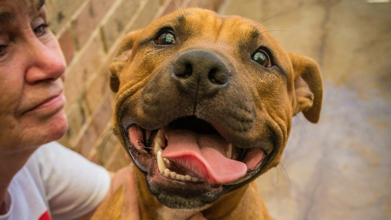 Petition · Don't kill innocent dogs because you have reached your ...