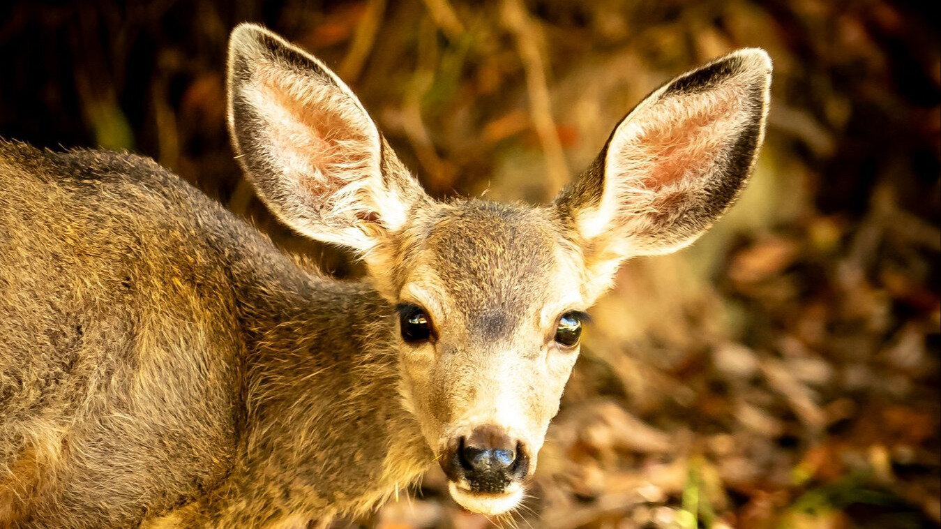 Petition update · FORMAL REQUEST SENT TO CDFW · Change.org