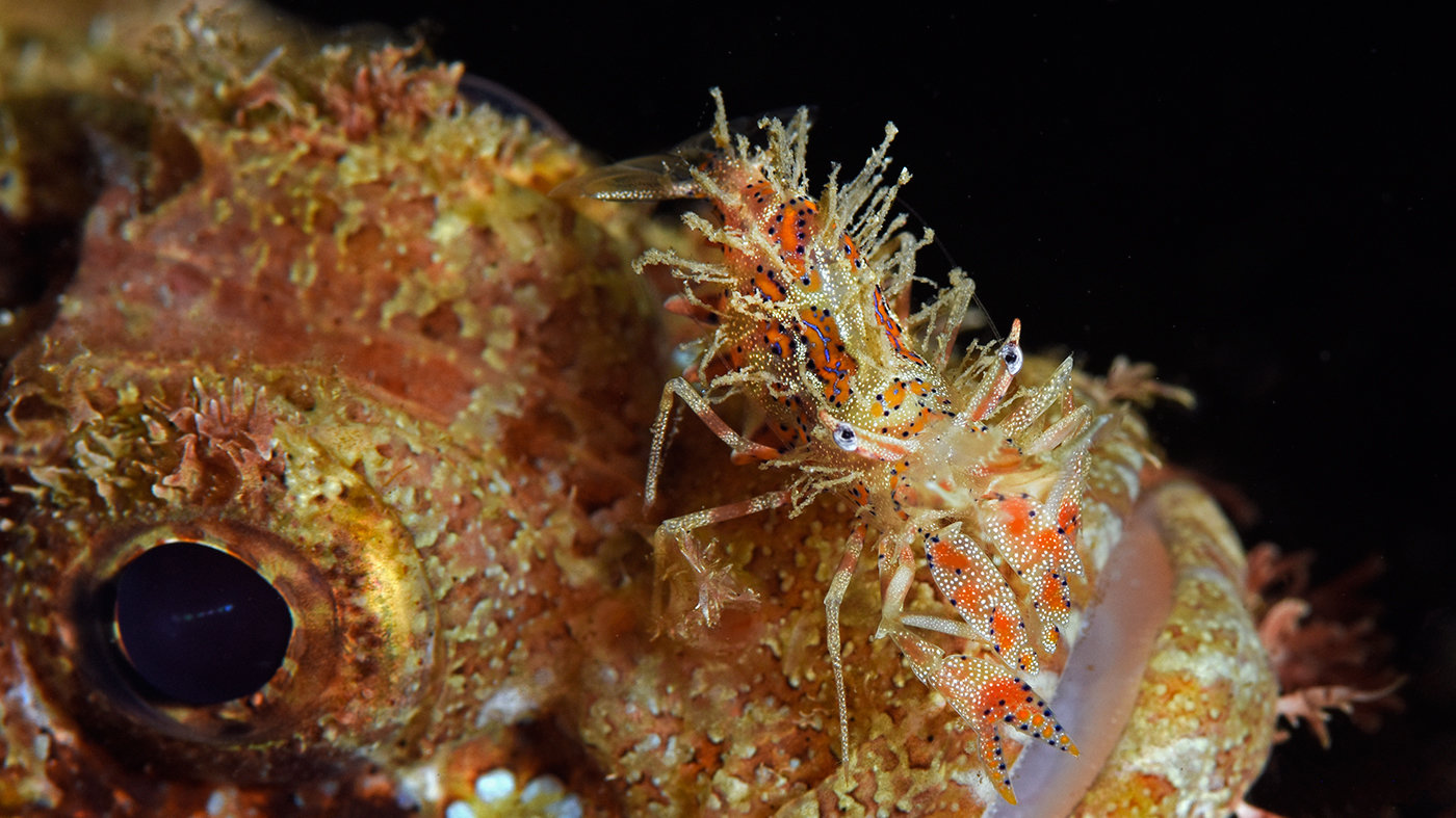 Topic Underwater Photography Change topic-underwater-photography-change