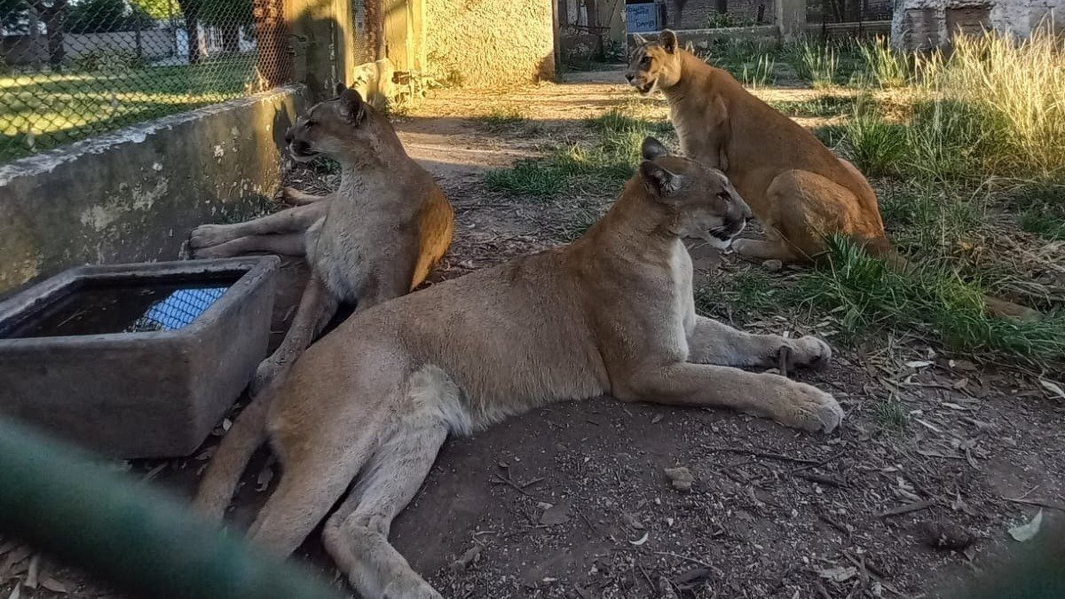 Petición · TRASLADEN YA A LOS PUMAS DEL EX ZOO DE COLÓN (Bs As) A UN ...