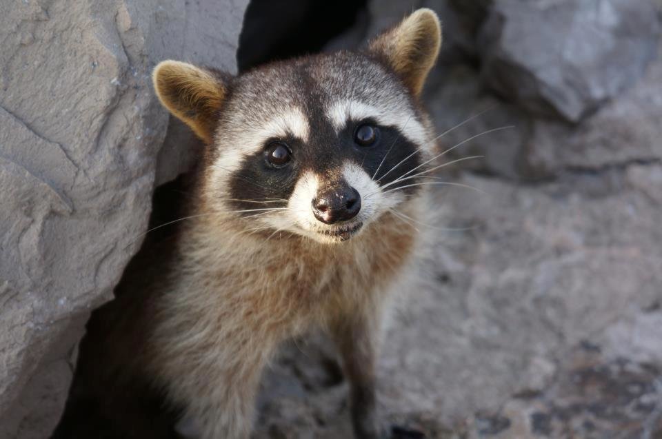 Petición · NO a la matanza y captura de los mapaches en la playa de ...