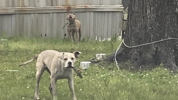 Petition · Stop Tethering Pets 24/7! They should not be made to live ...