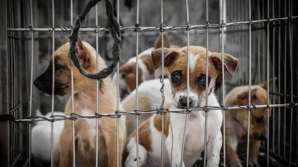 Petition · Fighting Animal Cruelty and Neglect - Philippines · Change.org