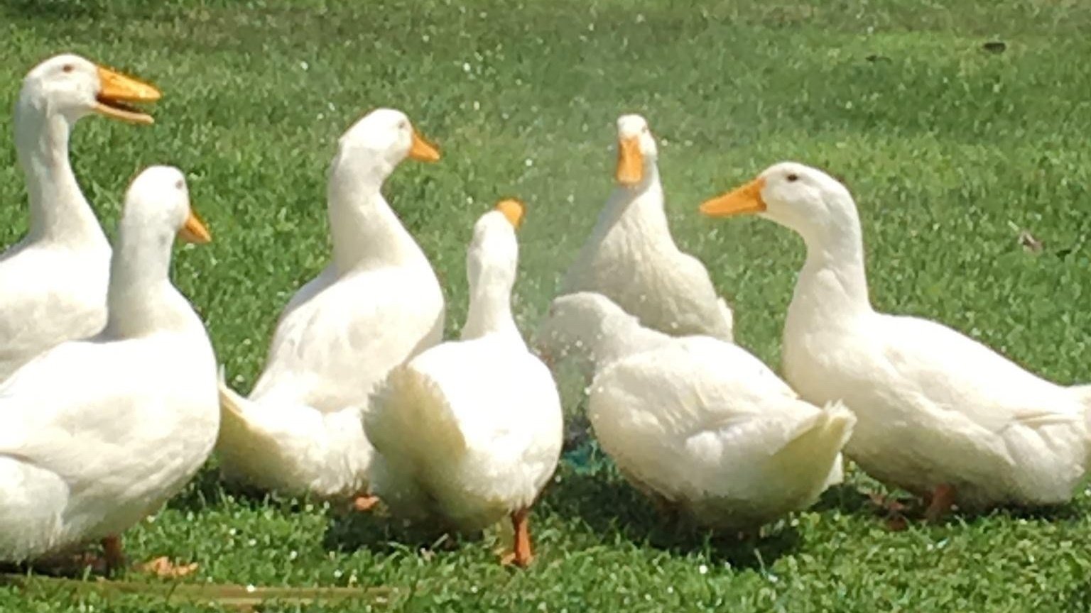 Petition · Save Our Ducks! - Georgina, Canada · Change.org
