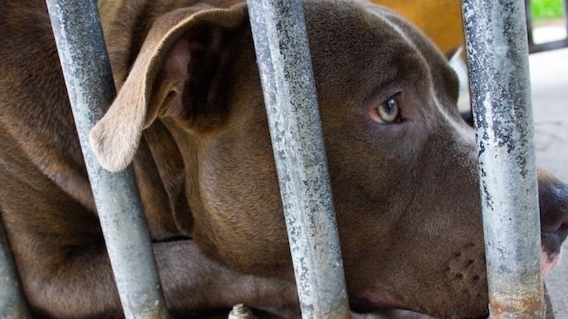 Petition · Lift ban/law against pit bulls in Colorado/Denver - Denver ...