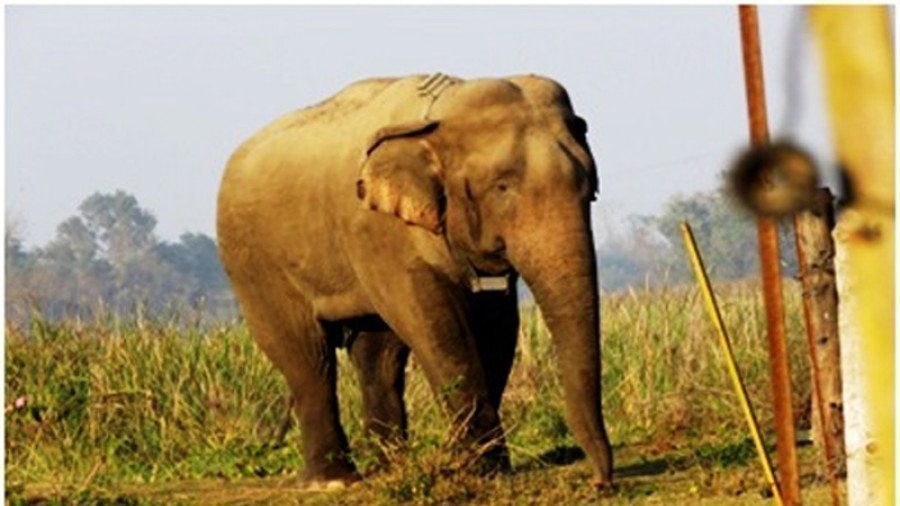 Petition · To live or to die? Makuna, elephant in Nepal - Österreich ...