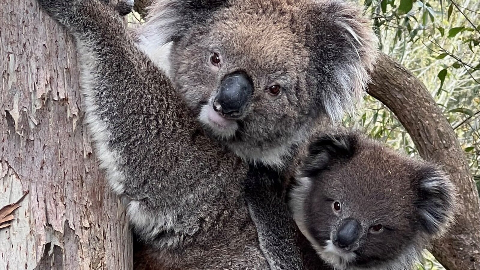 Petition update · Not one mention of a Koala · Change.org · Change.org