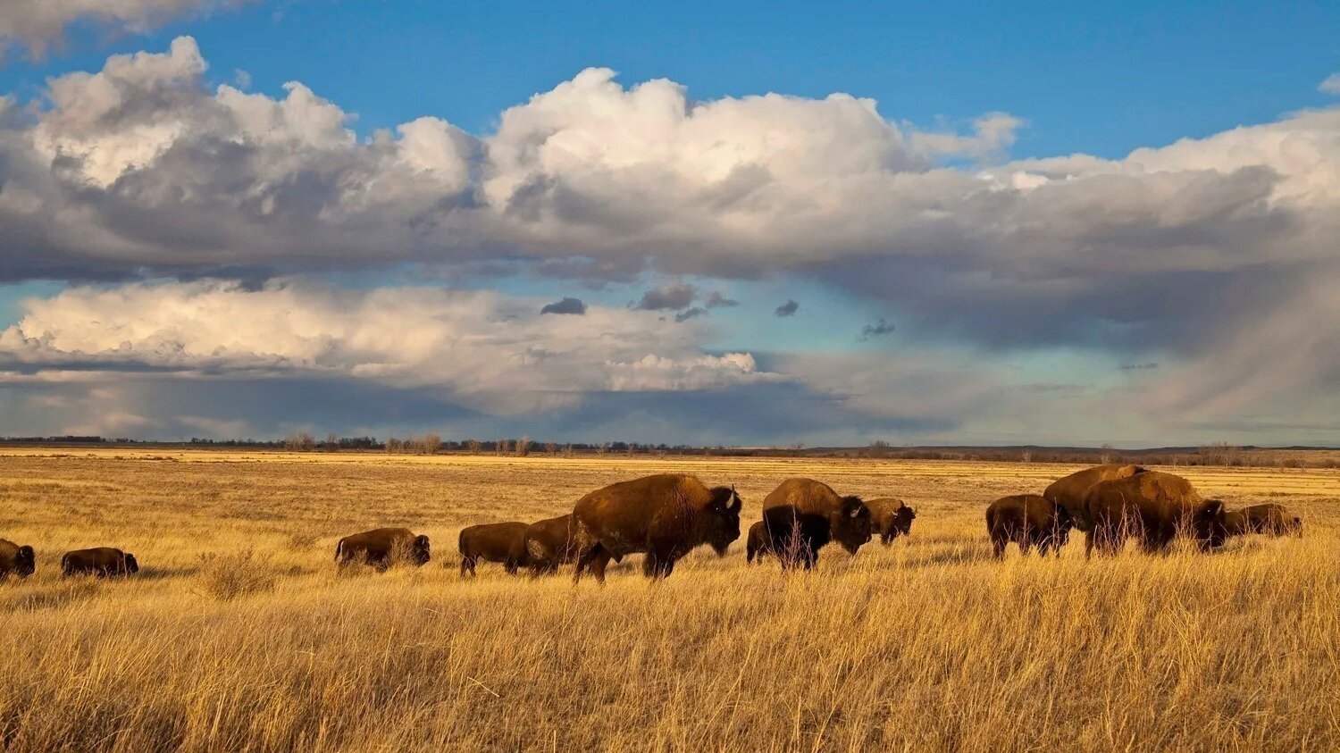 Petition · Establish a National Park to Protect America's Plains and ...