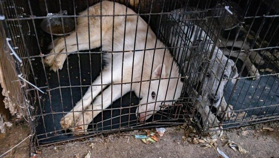 Petition · Take Action Against Animal Abuse and Neglect - United States ...