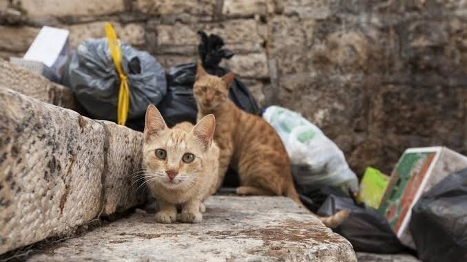 Petition · Promote Humane Treatment and Care for Stray Animals in ...