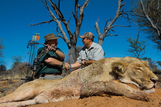 Lion Poaching In Africa