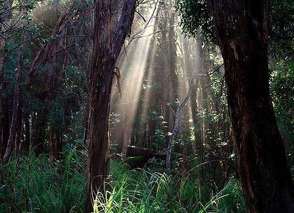Petition · Protect the Tarkine from destructive mining - Australia ...