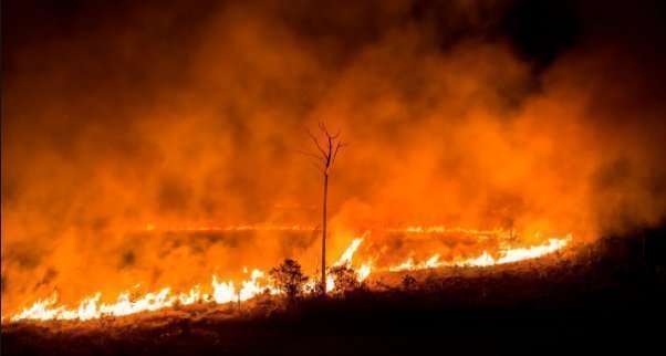 Petition · Help prevent illegal poaching/environment destruction in the ...