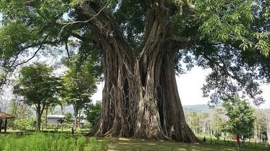 Petition · Preserve 100+ year old giant trees in the Philippines ...