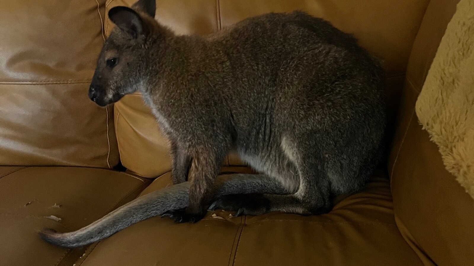 Petition · Change Ordinance to Permit Wallabies in Cudahy - Cudahy ...
