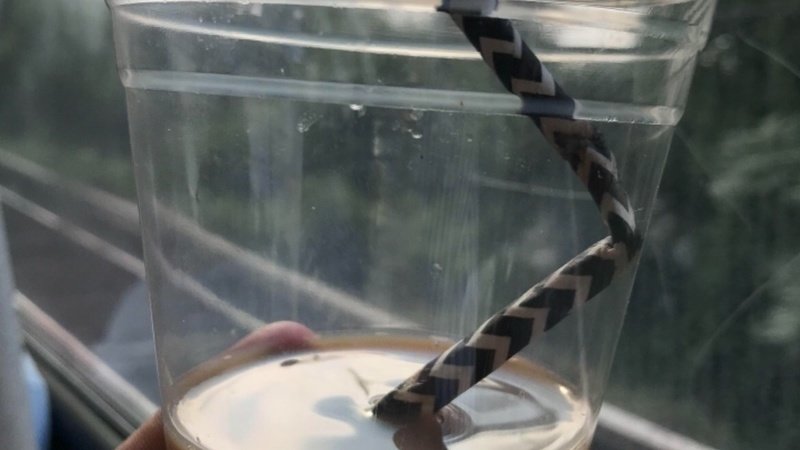 Petition · Stop the spread of paper straws. · Change.org
