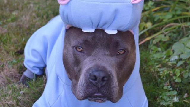 Petition · BSL bam Breed in Dickinson County - United States · Change.org