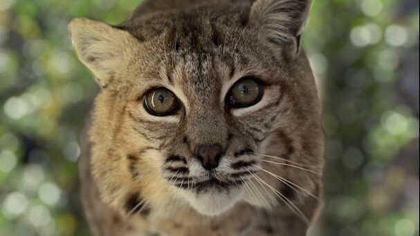 Petition · SAVE the Holtsville Ecology Site and Animal Preserve Keep ...