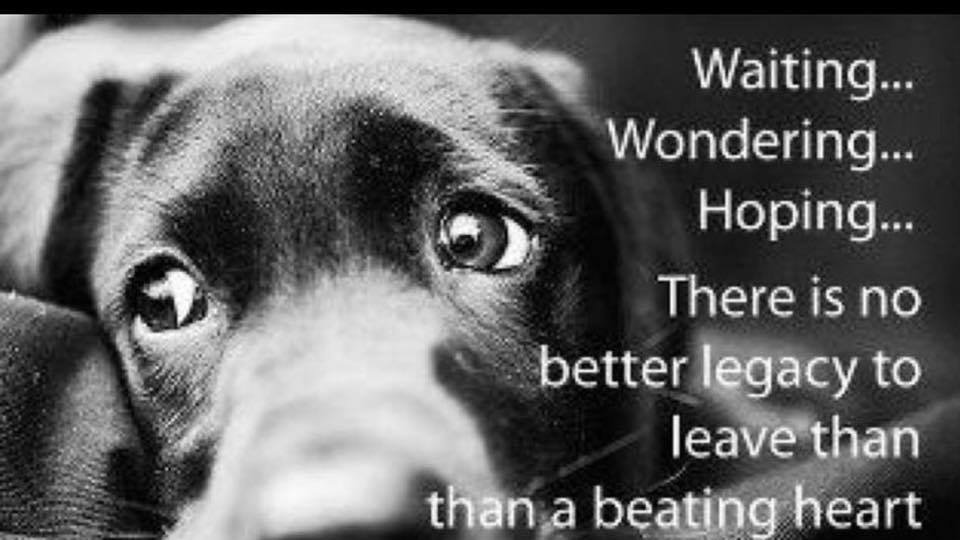 Petition · Stop euthanasia of dogs and cats in ireland - Ireland ...