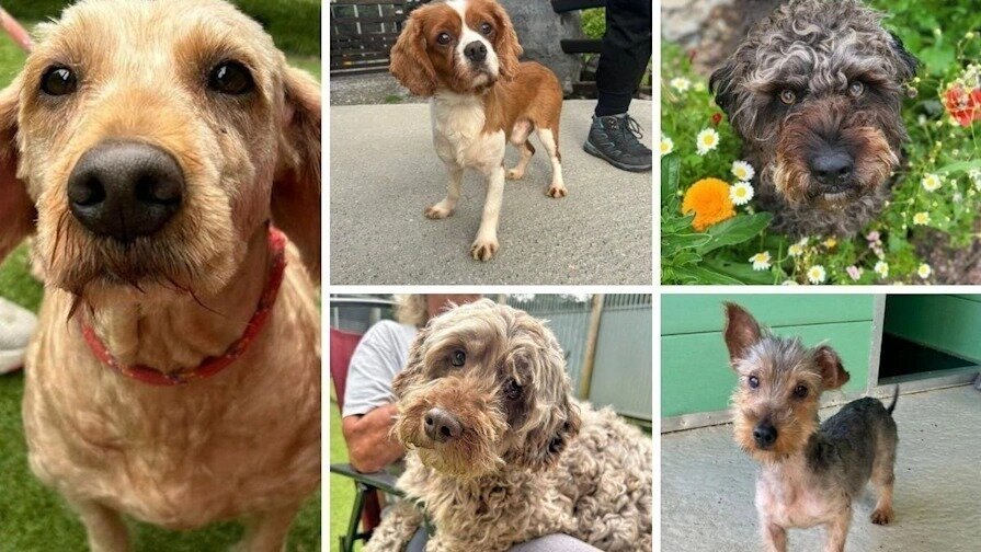 Petition · Justice for the 21 Dogs Found Dead in Argyle, New York ...