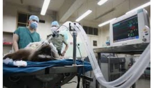 Petition · SAVE THE BABOONS STOP Primate experiments at Sydney ...