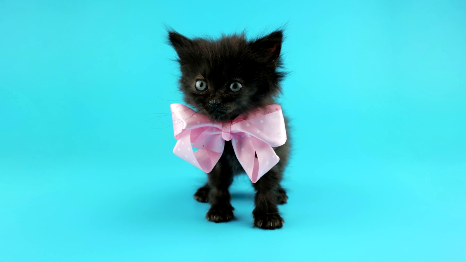 Petition · Make JavaScript’s mascot a black cat - United States ...