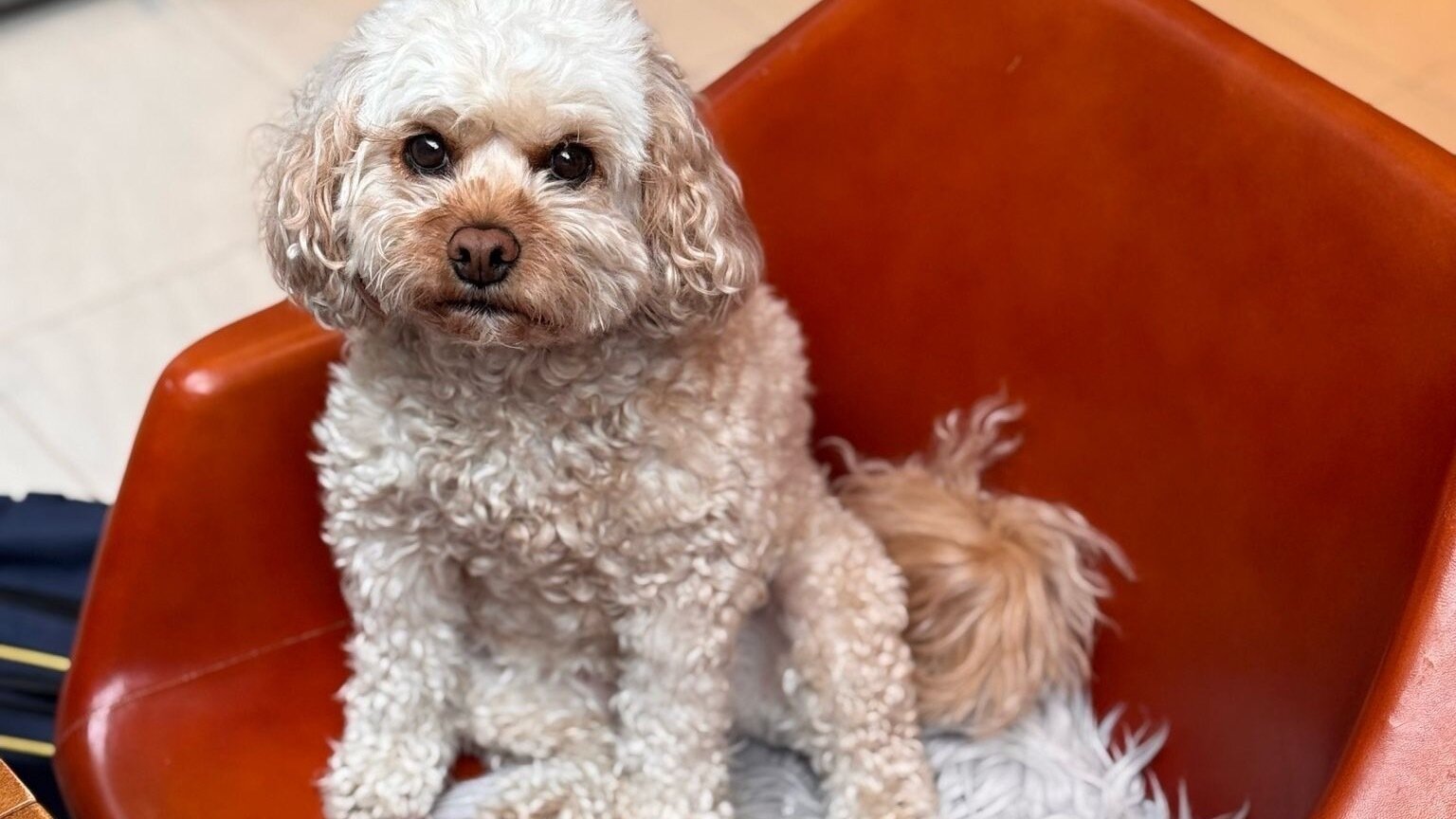 Petition · Revise South Australian Strata Laws to Permit Pets ...