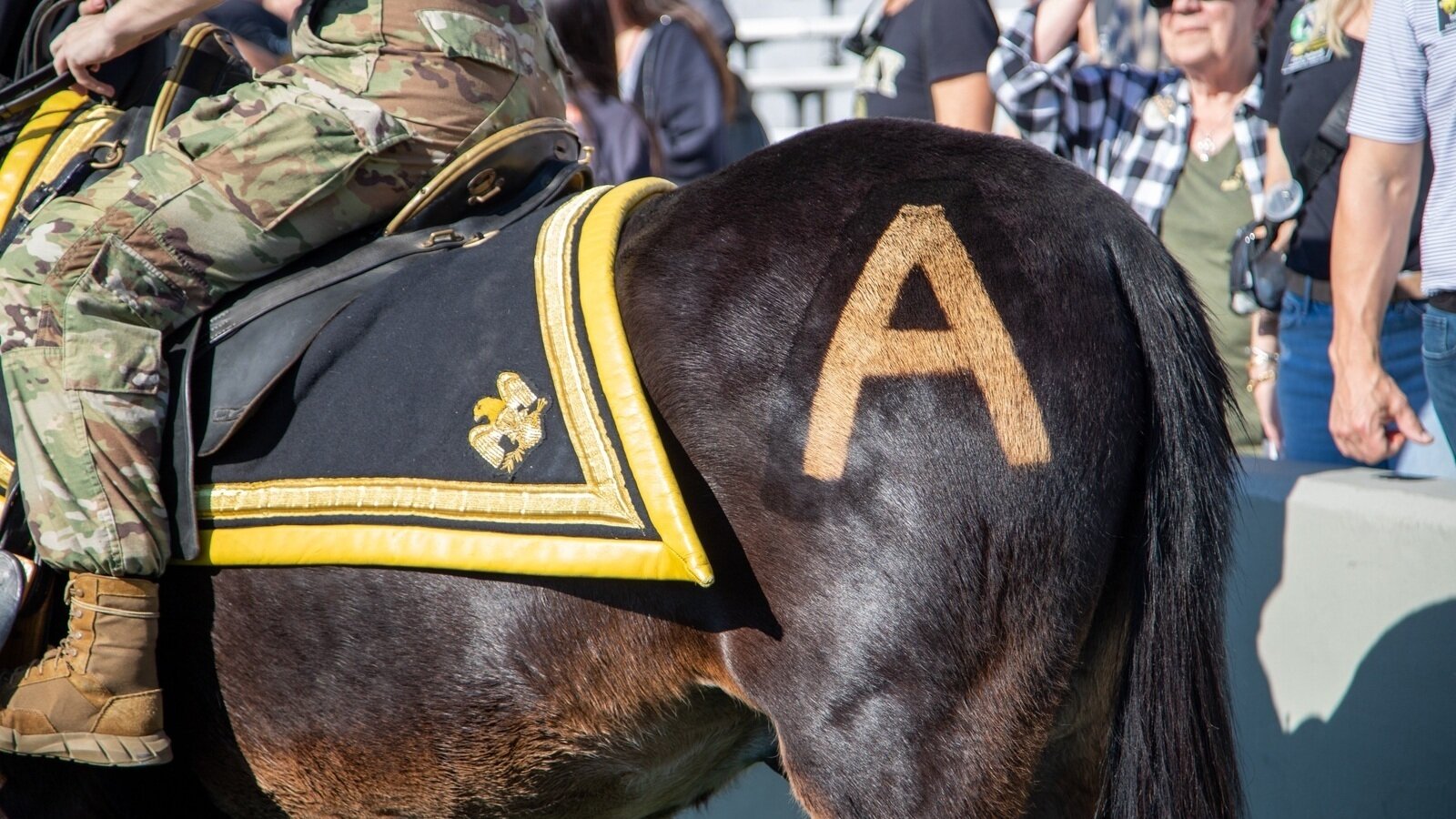 Petition · Defend the Tradition of Army Mules: Backbone of West Point and Military Pride - West ...