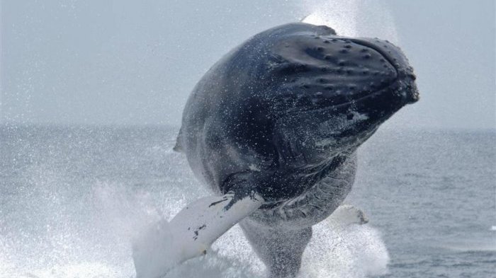 Petition · Ban Whaling Worldwide - Antigua & Barbuda · Change.org