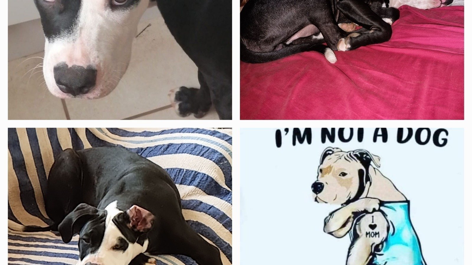 Petition · Save our Pitbulls in South Africa - South Africa · Change.org