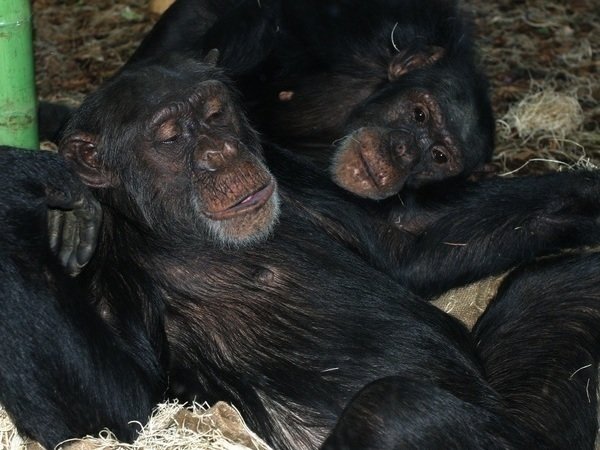 Petition · Save Chimp Survivors Of The Coulston Foundation · Change.org