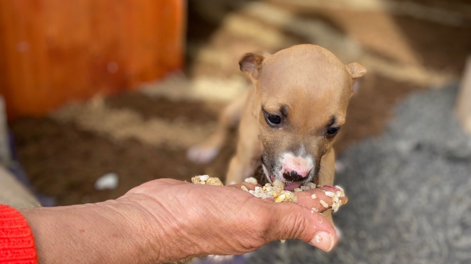 Petition · Dog owners need a license to own a dog in South Africa. The ...