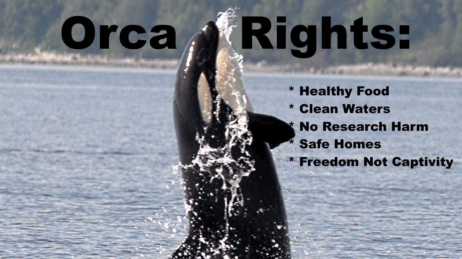 Petition update · Orca Rights! · Change.org · Change.org