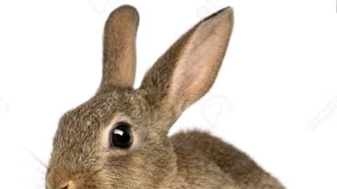 Petition · Kindly sign this petition to force Wesley Bett to have ...