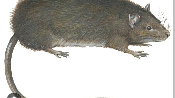 Petition · Stop Rats Infestation in our neighbourhood - Malaysia ...