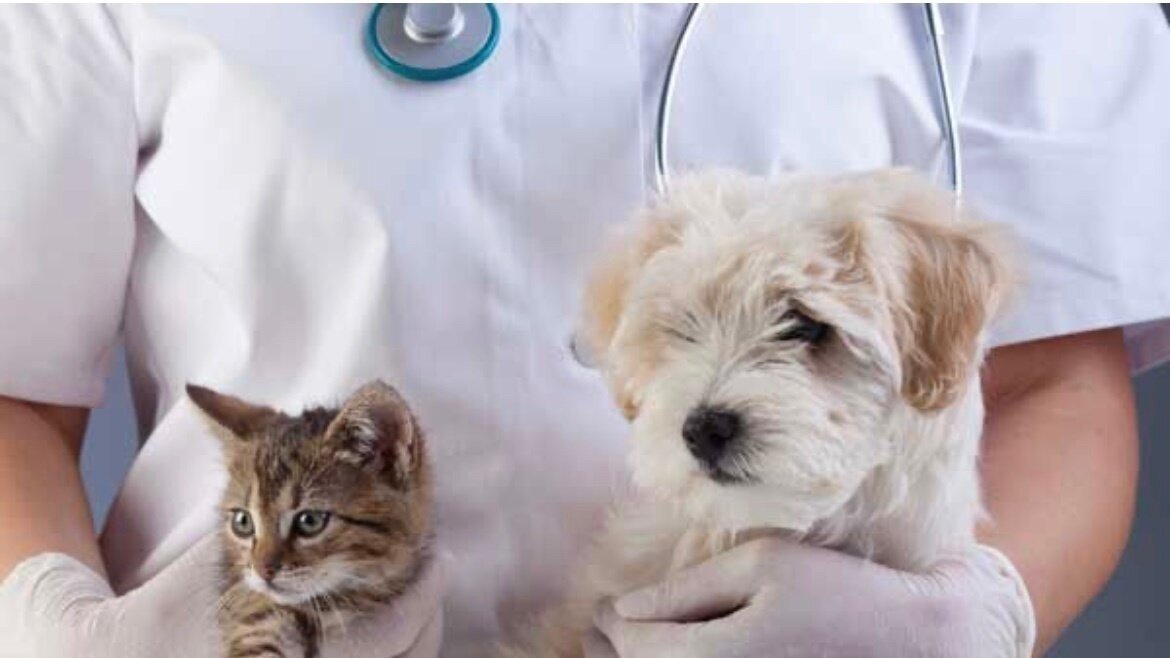 Petition · Stop animal shelters euthanising healthy animals in the UK ...