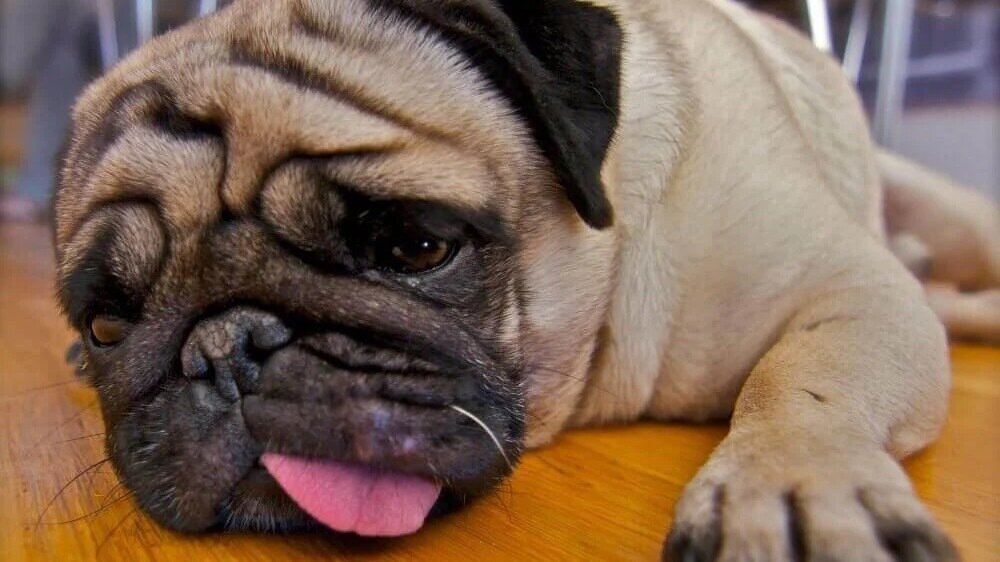 Petition · Stop Inbreeding and Unethical Dog Breeding: Demand Action ...