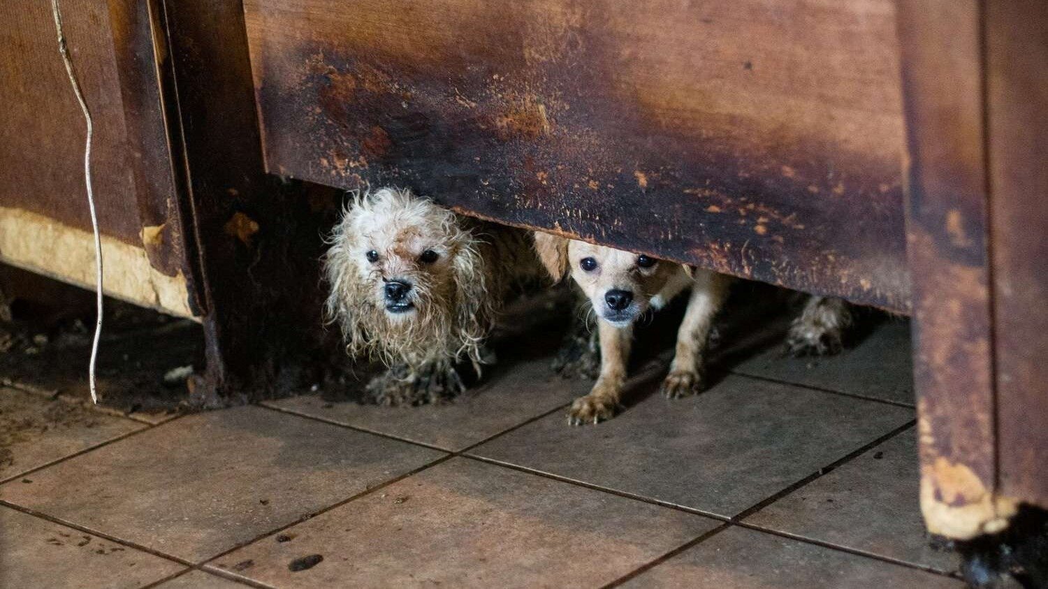 Petition · Demand Justice for 50 Neglected Dogs Found in Houston Home ...