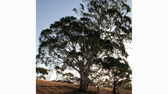 Petition · Save Adelaide's Significant Trees - Australia · Change.org