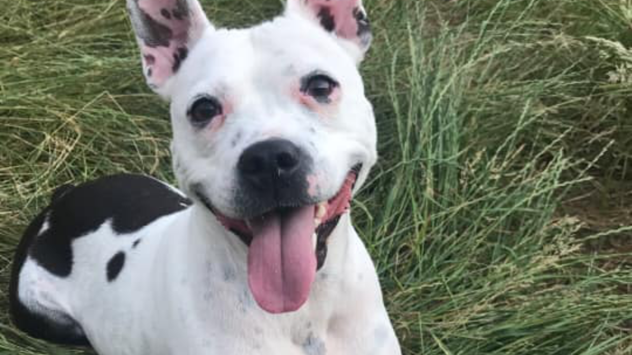 Petition · Save Angel the staffy from death penalty - United Kingdom ...