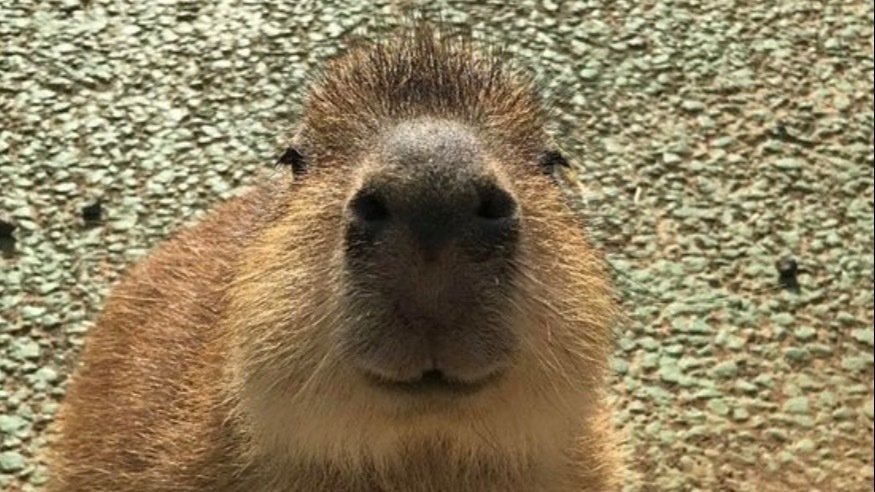Petition · Let capybaras be legal in Georgia - United States · Change.org
