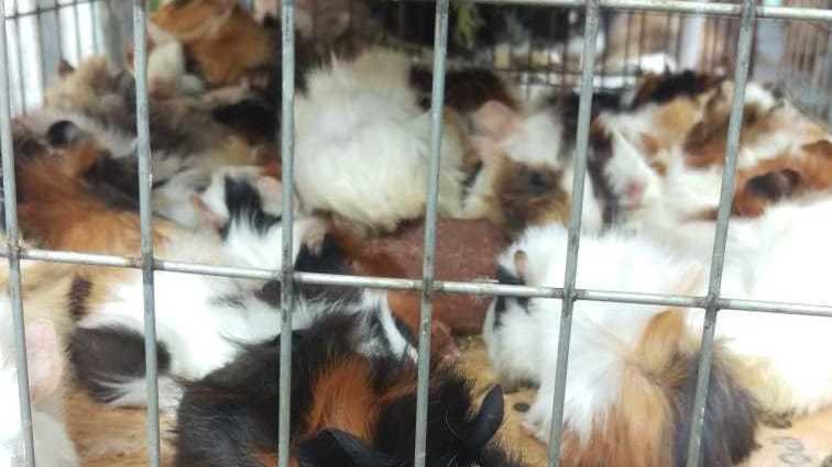 Petition · Rescue the animals at the Chatuchak Market in Bangkok ...