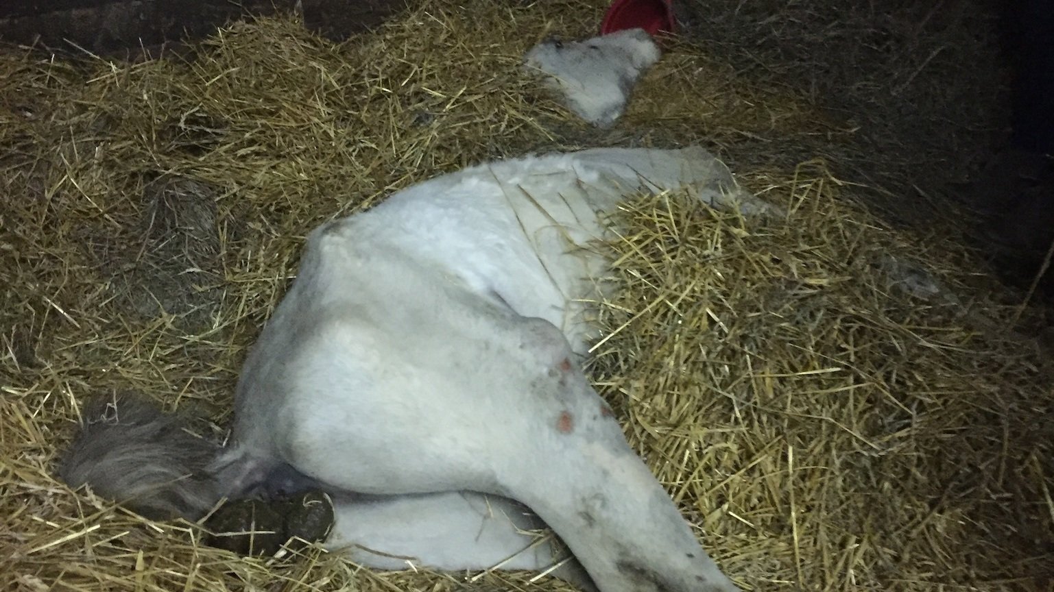 Petition · Push for strict penalities and animal ownership prohibition ...