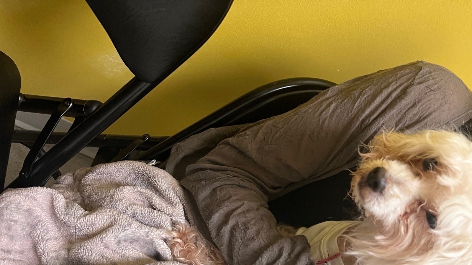 Petition · Irresponsible Dog Owners! - United States · Change.org